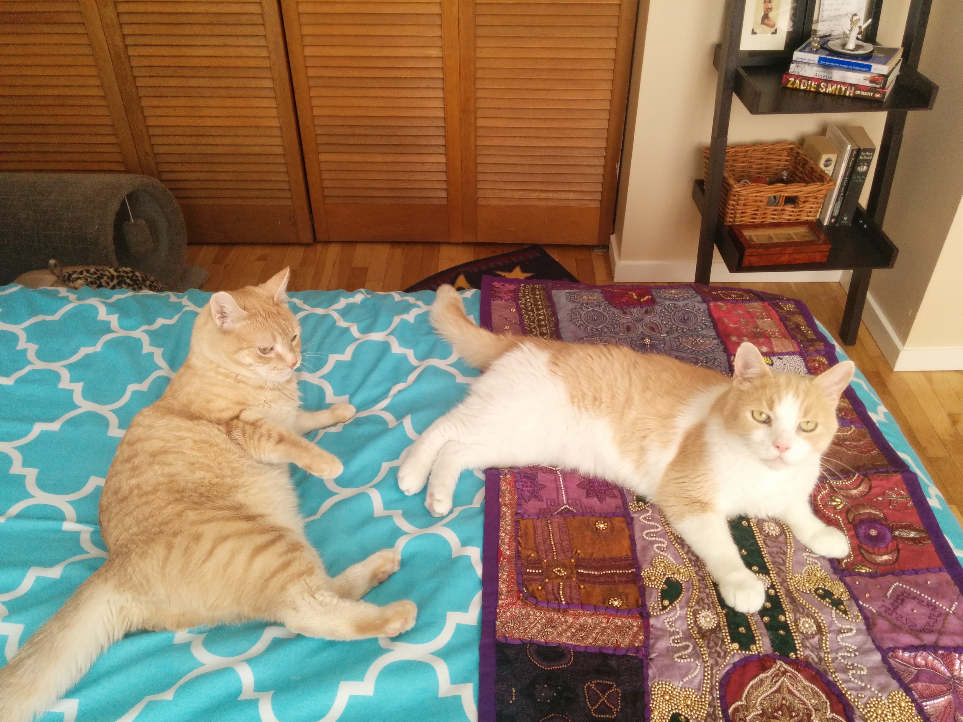 About Us — Cat Sit Vancouver